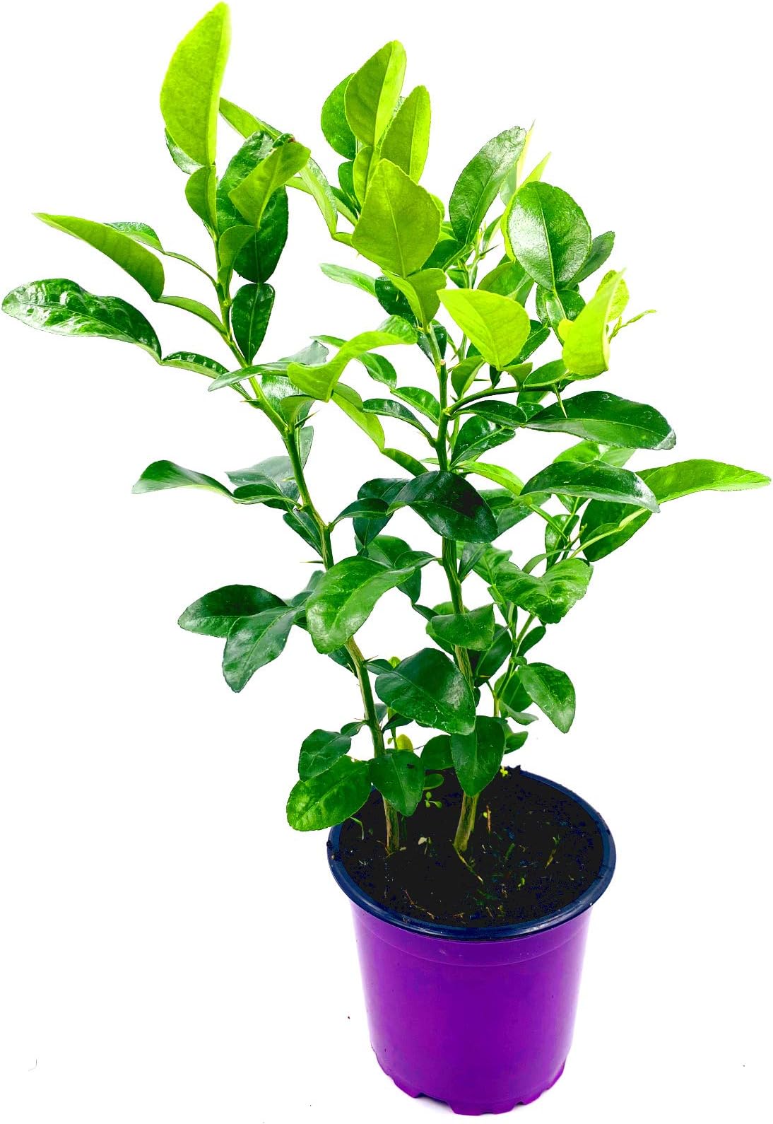 Exotenherz - Kaffir-Limette - Citrus hystrix - 1 Pflanze ...