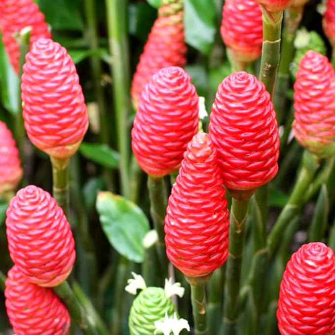 Amazon.com : Shampoo Ginger Lily Plants Bulbs, 10 Zingiber Zerumbet ...