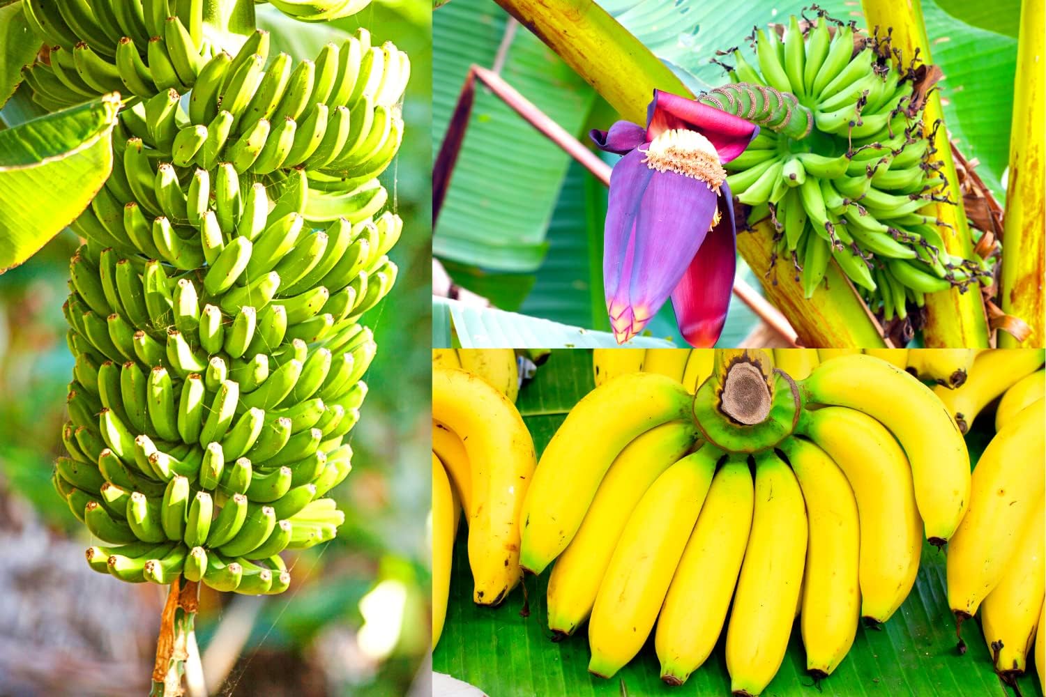 Amazon.com : Grand Nain Banana Trees Live Plants Edible Fruit Plant for ...