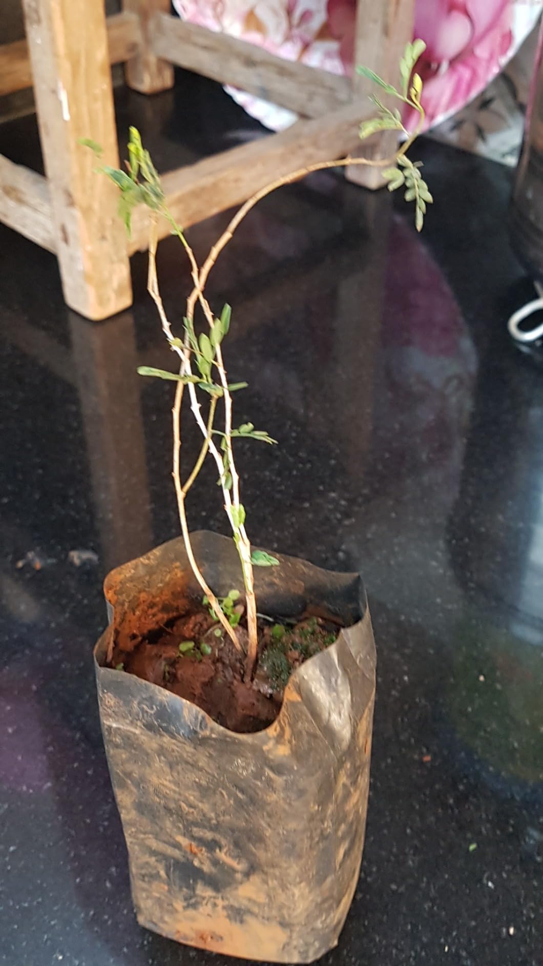 Bharat Herbs Care® Shami-Prosopis Cineraria Live Medicinal Plant ...