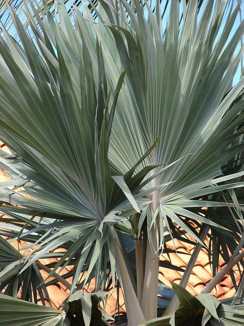 Amazon.com : Rare Live Blue Latan Palms 1 Gallon : Patio, Lawn & Garden