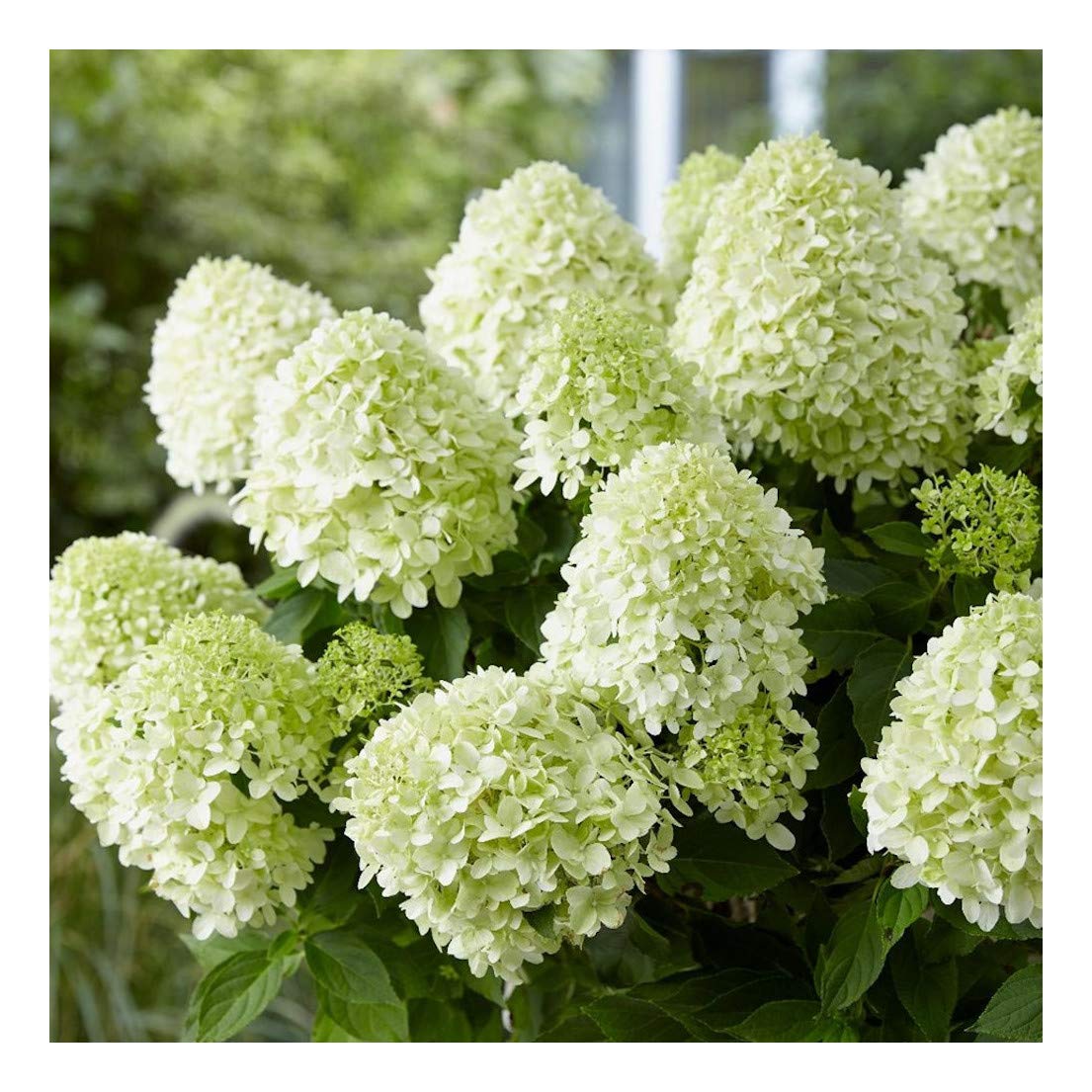 Buy Hydrangea paniculata Little Spooky, Hydrangea paniculata in 9 cm ...