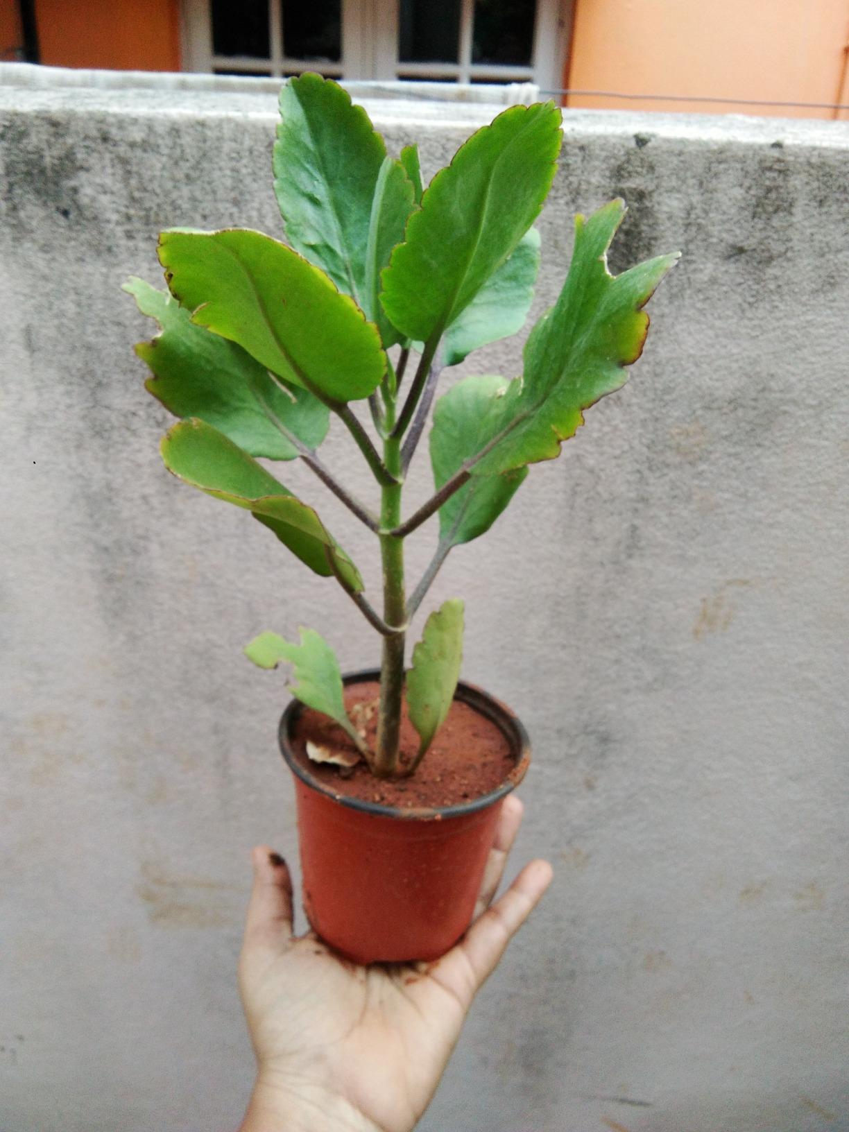 Susan Agri Needs live Ranapala Plant : Amazon.in: Garden & Outdoors