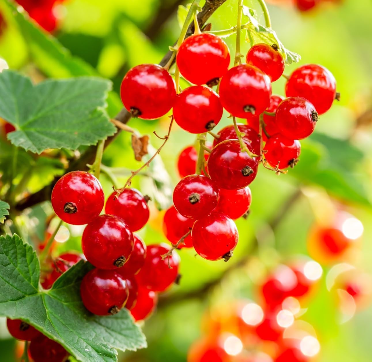 Amazon.com : Black Currant Bush Live Plant, Black Currant Plant Live ...