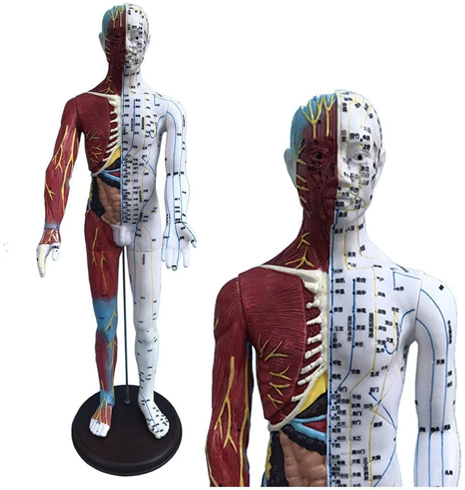 Buy WZXCV Body Model Male Acupuncture Model - Human Acupuncture Model ...