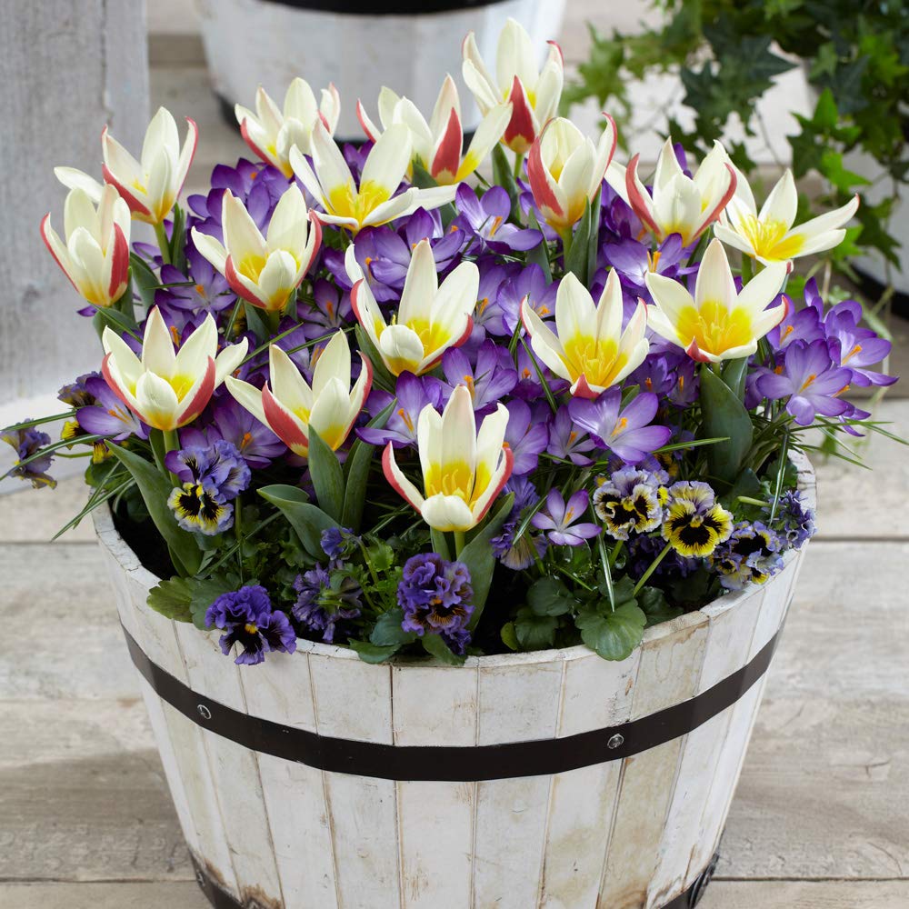 YouGarden First Spring Tulip and Crocus Mix, Set of 30 Bulbs, Autumn ...