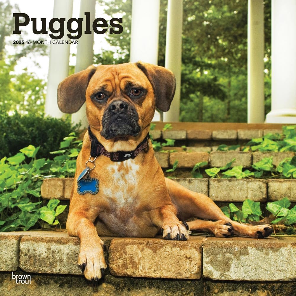 Snapklik.com : Puggles 2025 12 X 24 Inch Monthly Square Wall Calendar ...