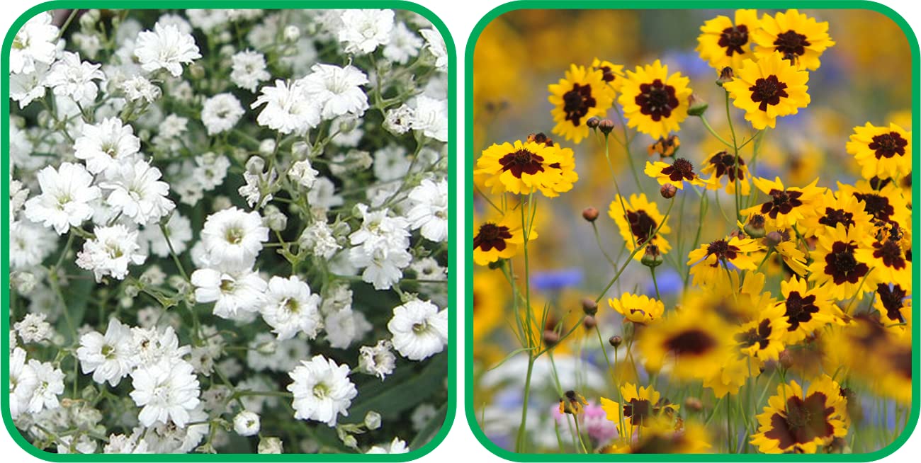 Aero Seeds Calliopsis (Tinctoria) Mix Color And Gypsophila elegans ...