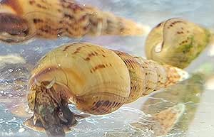 Amazon.com: Live Malaysian Trumpet Snails, Melanoides tuberculata ...