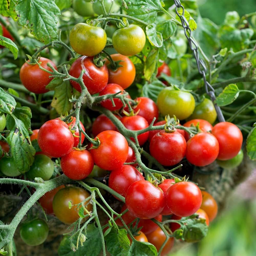 Tomato Tumbling Bella Garden Plant Half-Hardy Annual Flowering Garden ...