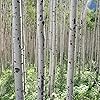 Amazon.com : Quaking Aspen Trees Bare Root Tree, 24 to 36 Inches Tall ...