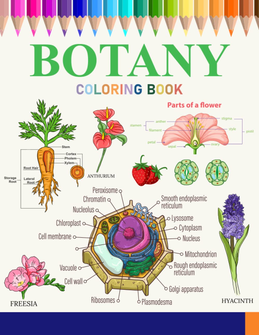 Botany Coloring Book: An Botany Coloring Book Plants Anatomy (Flowers ...