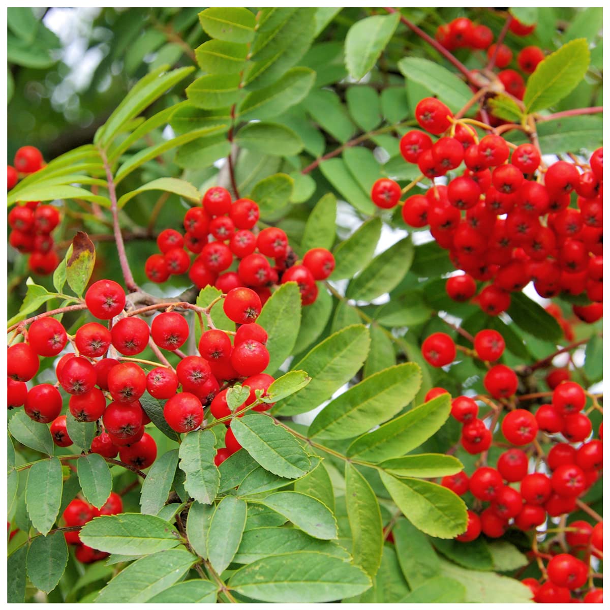 1 Mountain Ash Rowan Plant Sorbus Aucuparia 4 5ft Tall | Desertcart ...
