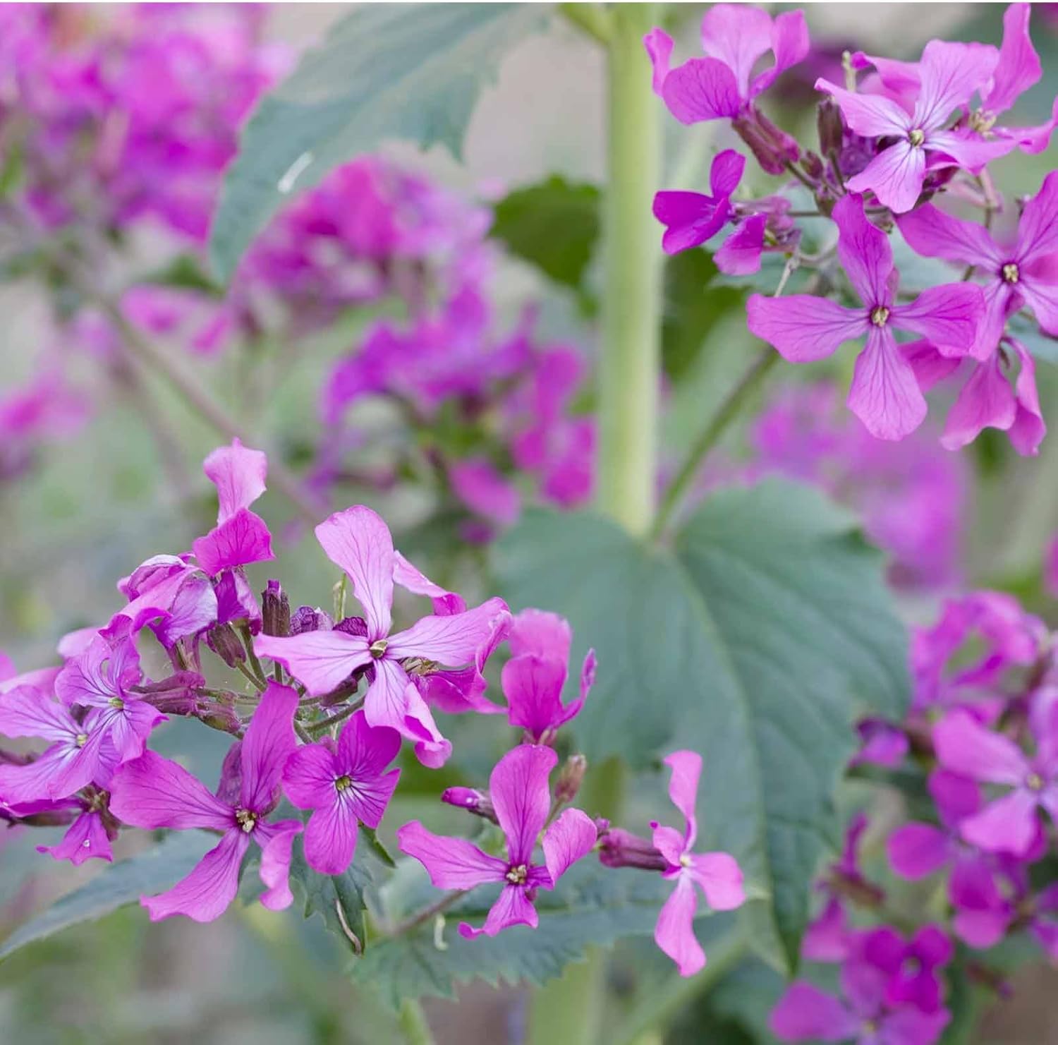 Amazon.com : Lunaria Money Plant Flower Garden Seeds - 1 g Packet ~50 ...