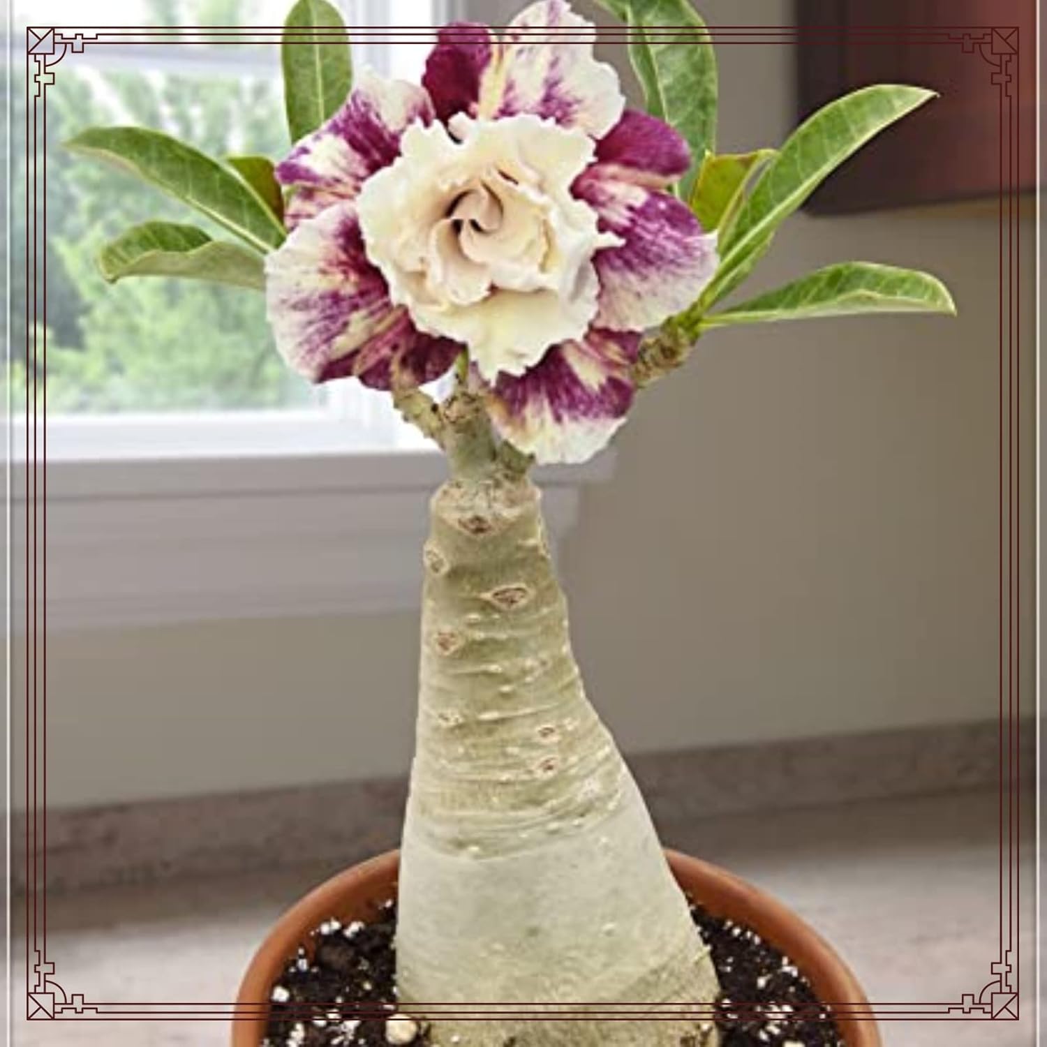 Wüstenrose Knolle,Hausgarten,Exotisch,Seltene Pflanze,MehrjäHrige ...