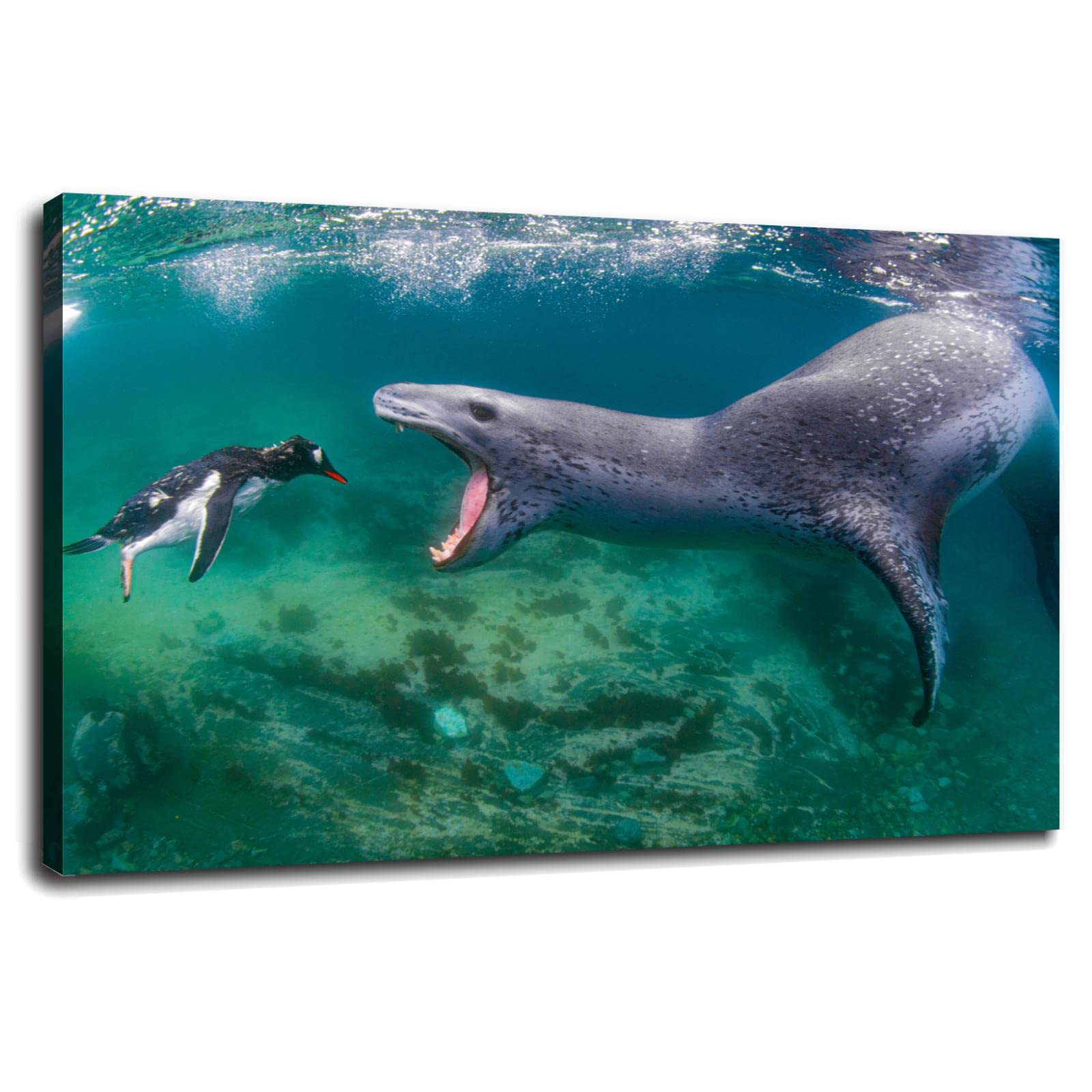Sea Lion Eating Penguin