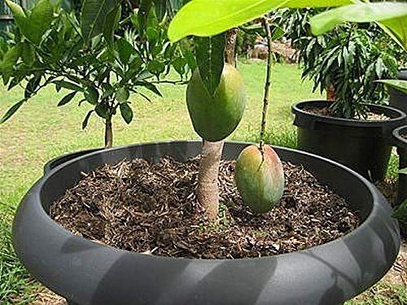 Potted Mango Trees