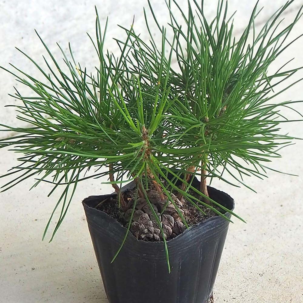 Amazon.co.jp: ITANSE ぼっくり松 3号 1個【品種で選べる盆栽】松ぼっくりから発芽した苗。そのまま育てられます : DIY・工具・ガーデン