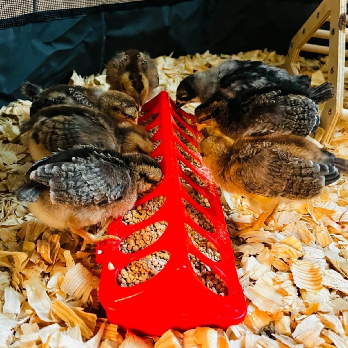 Snapklik.com : Quail Feeder, 4 Pack Chick Feeder No Waste, Poultry ...