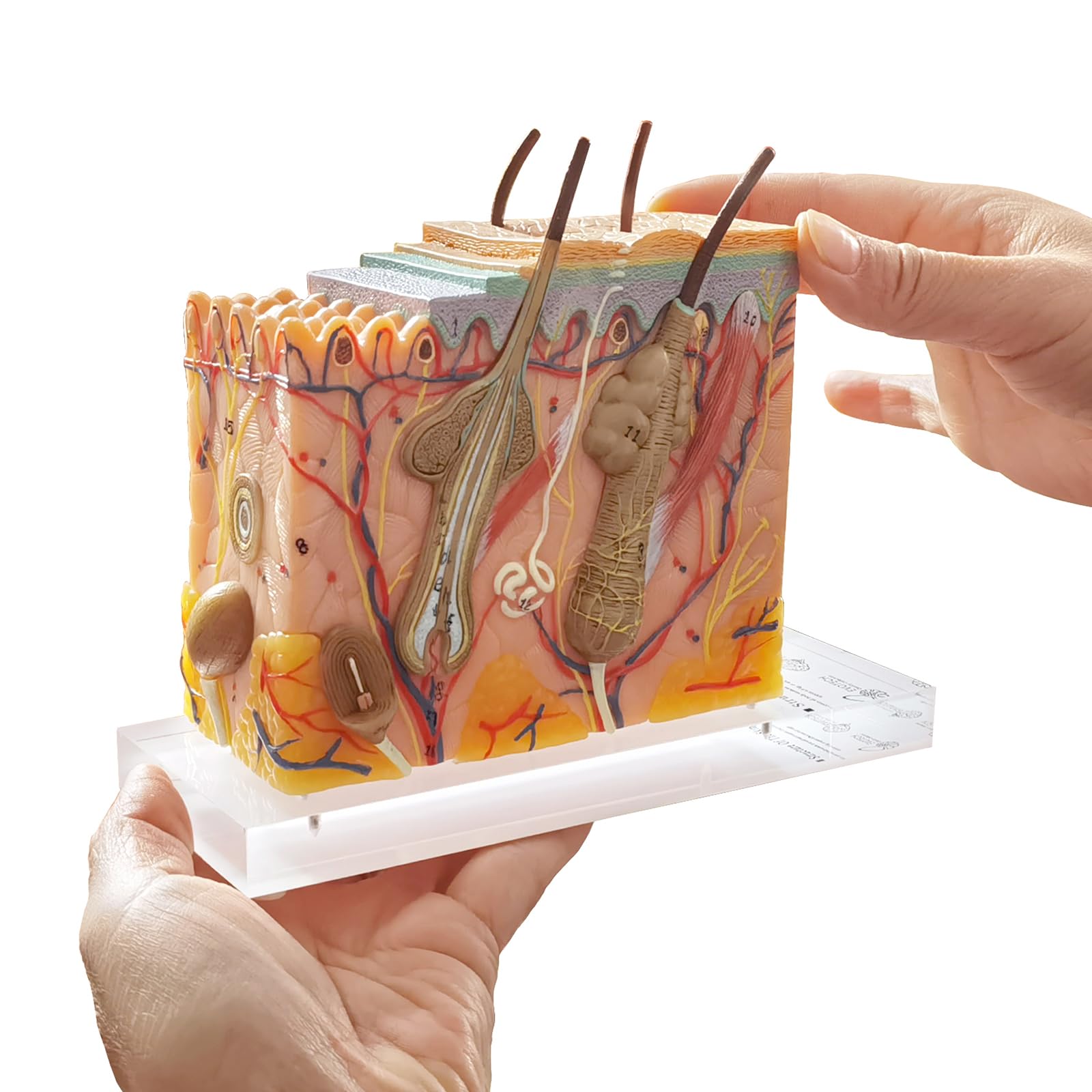 Snapklik.com : EVOTECH SCIENTIFIC Skin Anatomy Model, 35X Enlarged Skin ...