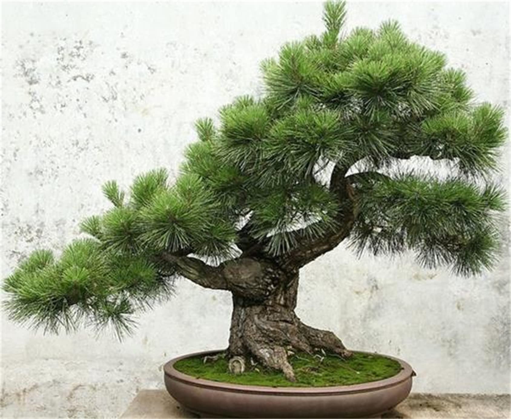 Rainbow Eucalyptus Bonsai Tree