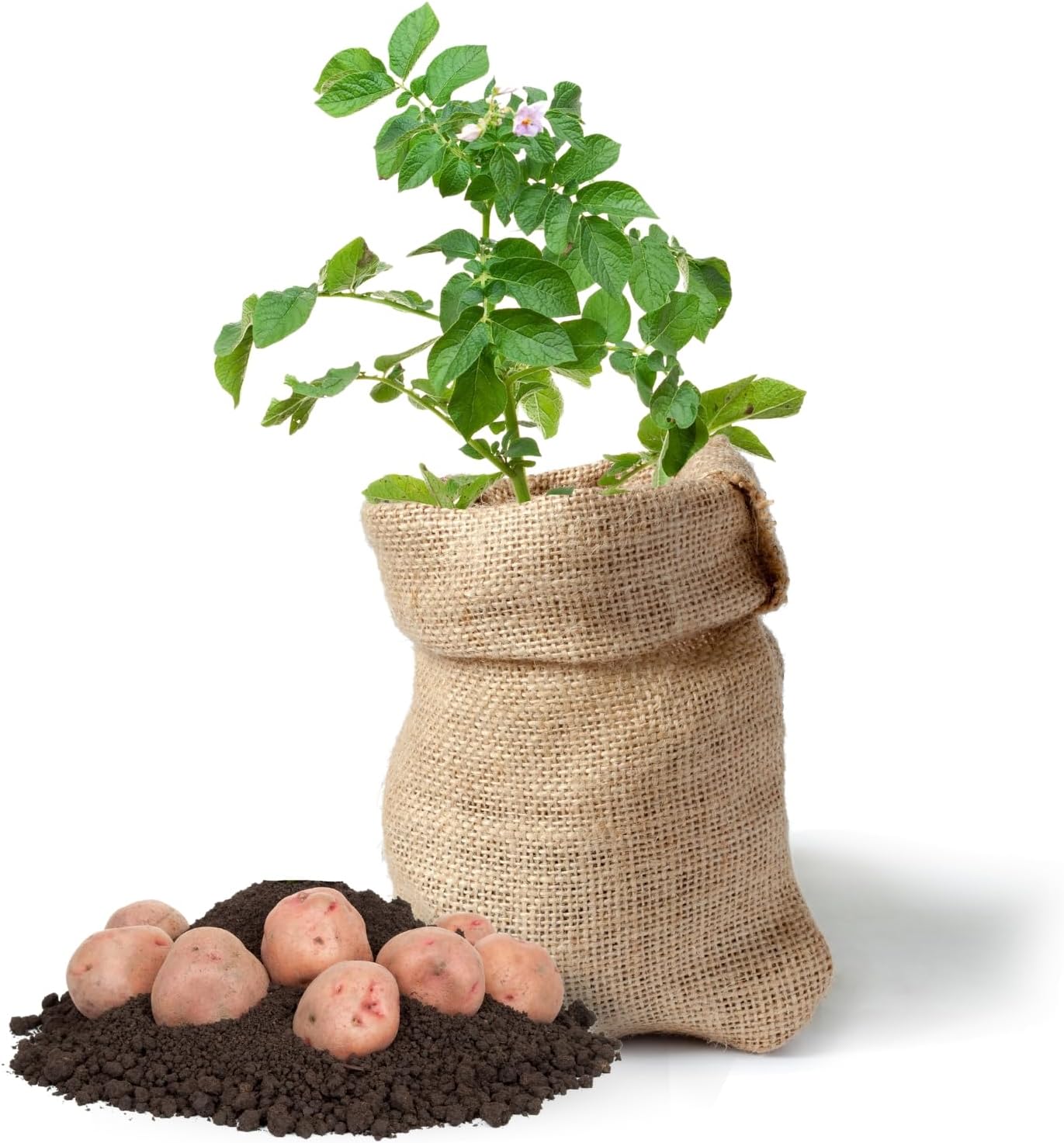Potato Growing Kit - Ideal for Beginners - Complete Kit with Soil, Seed ...