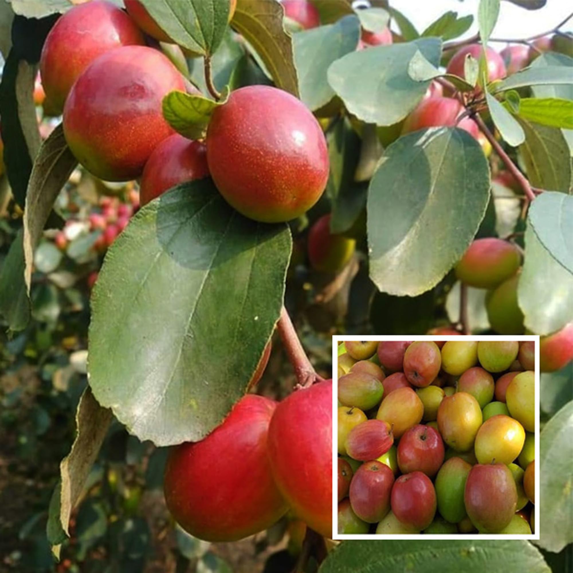 HAPING Red Sundari Apple Ber Jujube Kul Grafted Fruit Live Plant (1-2 ...