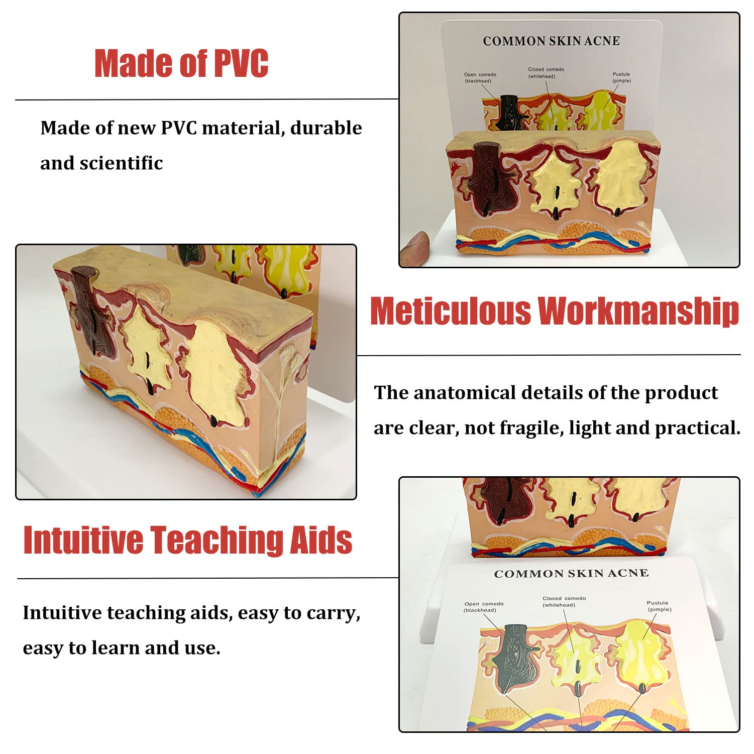 Integumentary System Model For Kids Integumentary System Worksheets