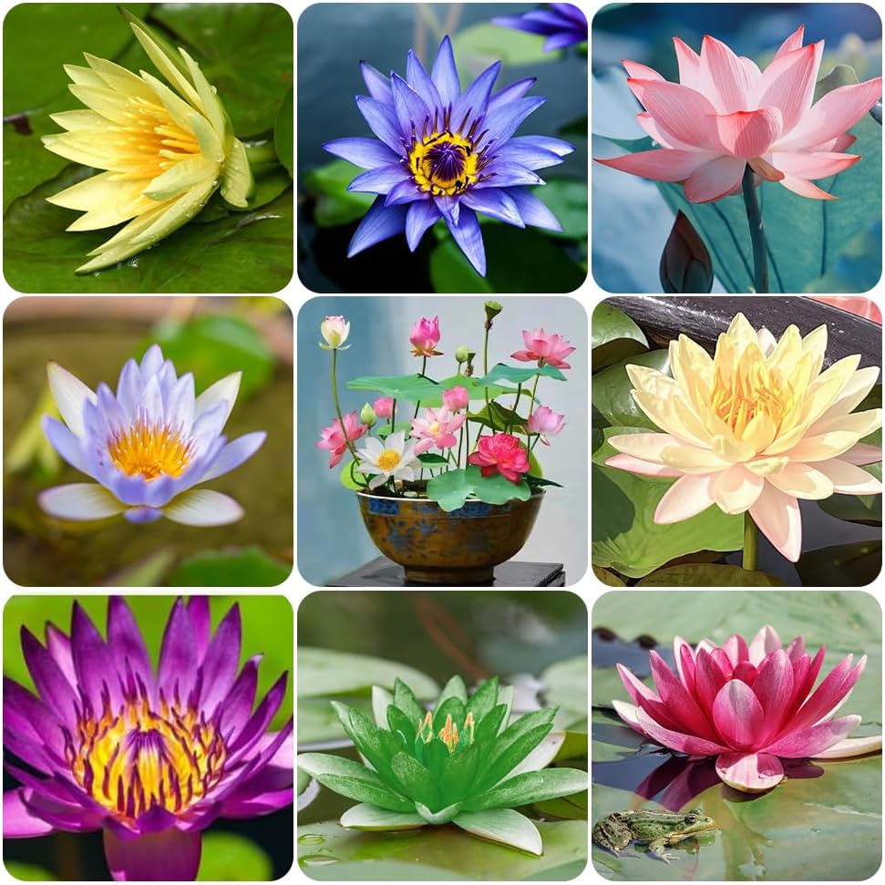 Amazon.com : 60 Pcs Mix Bonsai Bowl Lotus Seeds, Water Lilys Flower ...