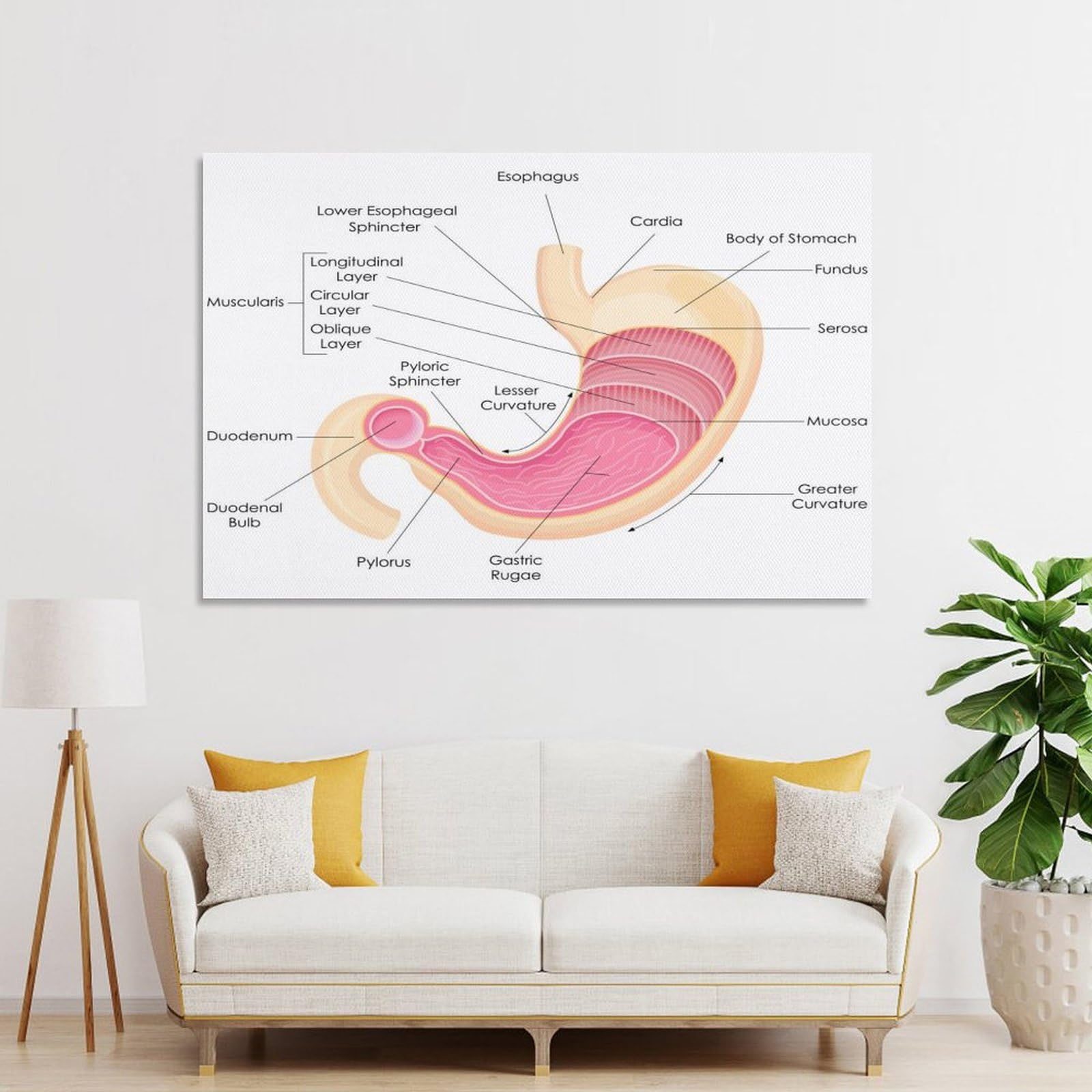 Diagrama Do Esofago Humano Esophagus Anatomy Diagram