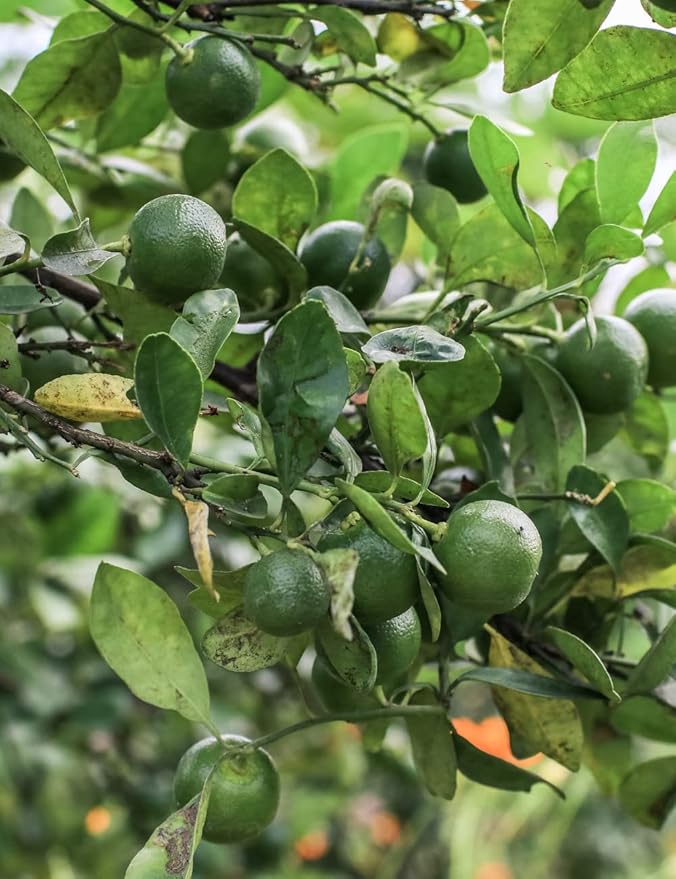 Hazara Nimbu/Lemon Tree Plant (Healthy Live Plant -GRAFTED) : Amazon.in ...