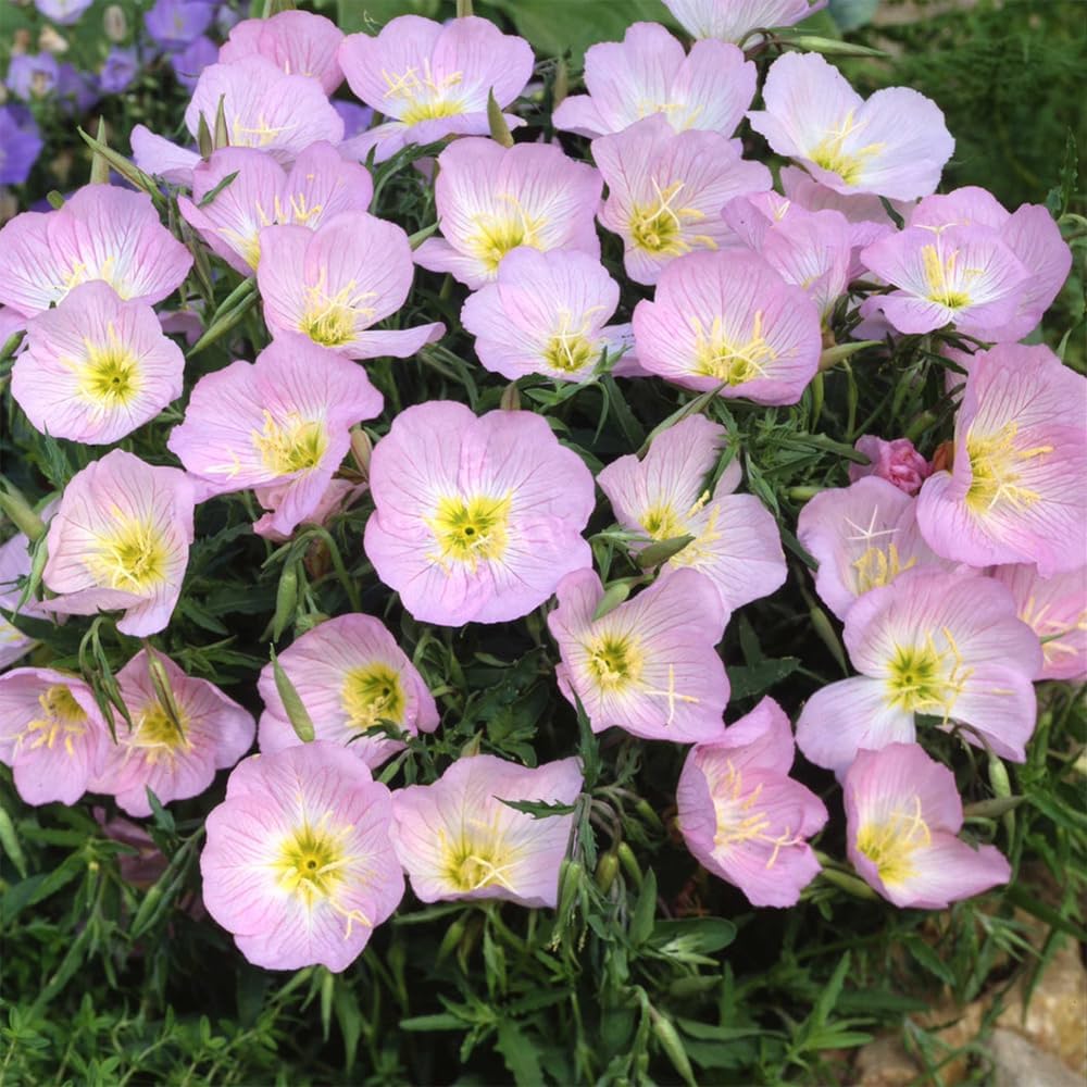 Amazon.com : 5000+Evening Primrose for Planting -Oenothera Speciosa ...