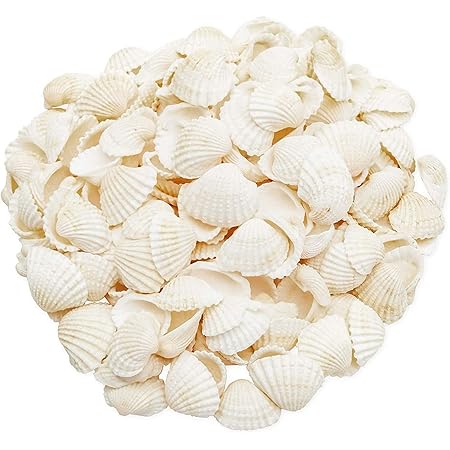 Amazon.com: Juvale White Clam Beach Seashells, Nautical Decor (200 Pack ...