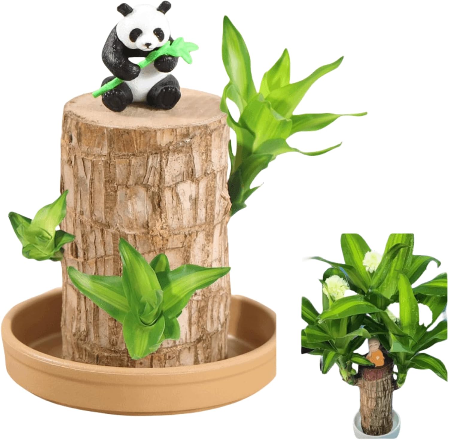 Mini Brazilian Lucky Wood, Hydroponic Stump Desktop Pot, Purify Indoor ...