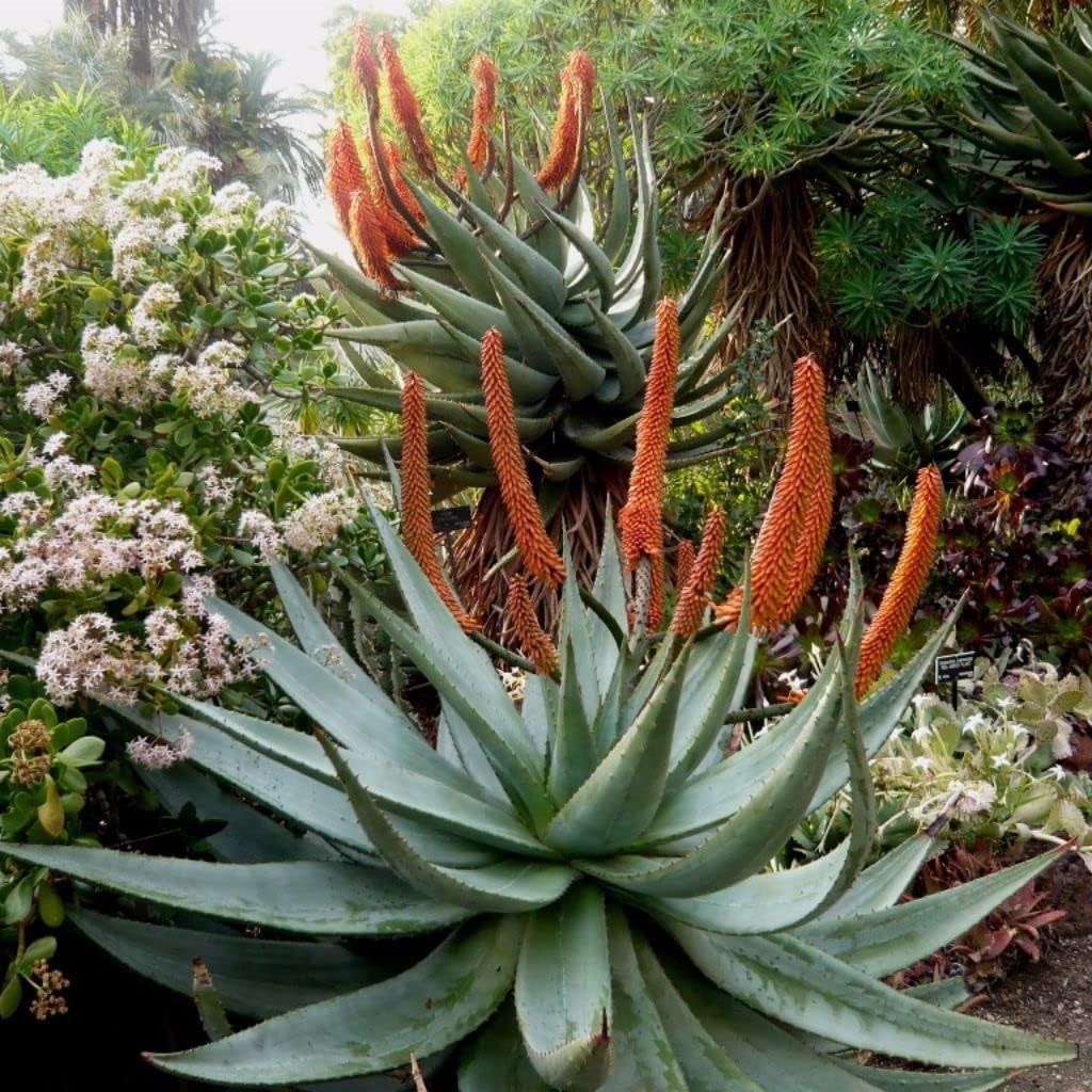 Amazon.com : Palm Beach Medicinal Herbs - Fond of Stones Aloe (Aloe ...