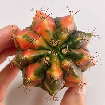 Amazon.co.jp: Carnelian! Succulent Plant Cactus Gymno Potassium ...