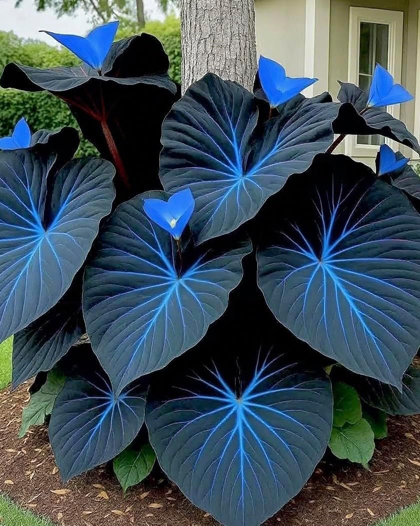 Semillas de caladio abigarrado de colores mixtos, hosta de hojas ...