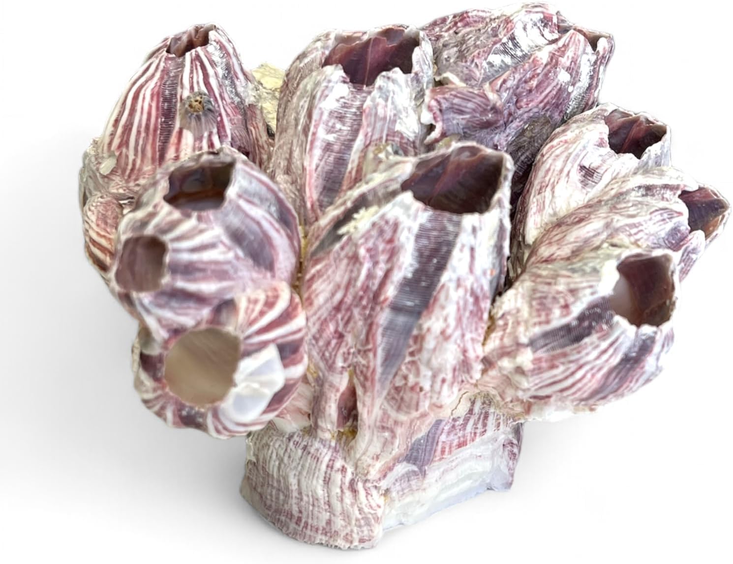 Amazon.com : Tumbler Home Purple Barnacle Cluster for Aquarium ...
