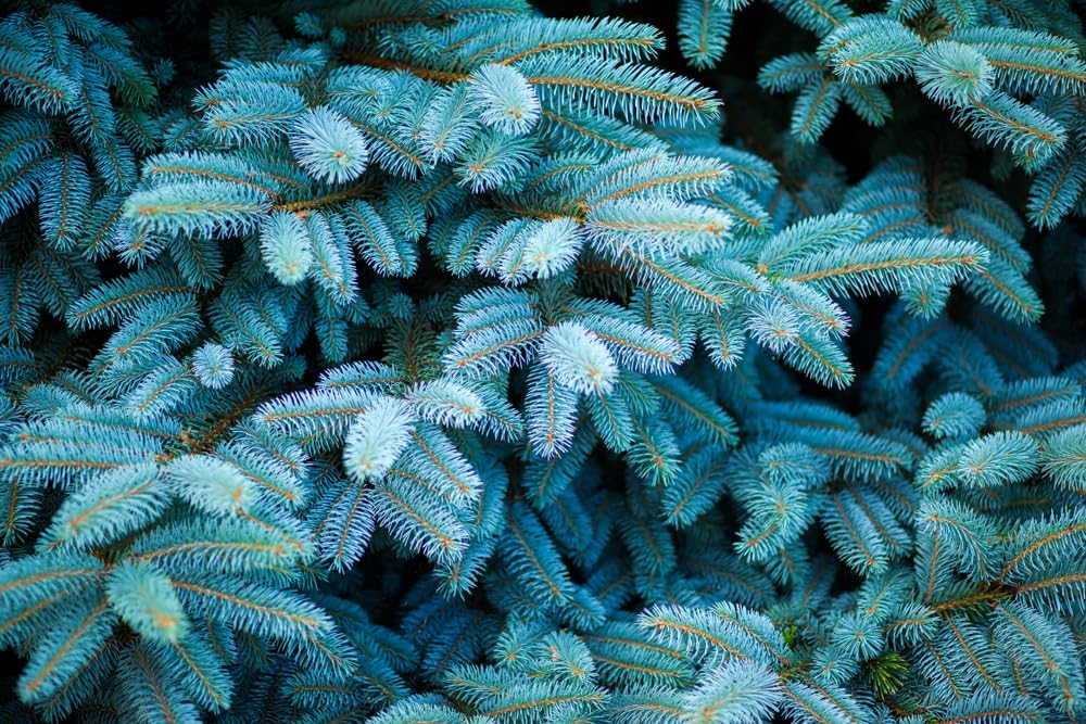 Amazon.com : Colorado Blue Spruce Seedlings for Planting - Picea ...