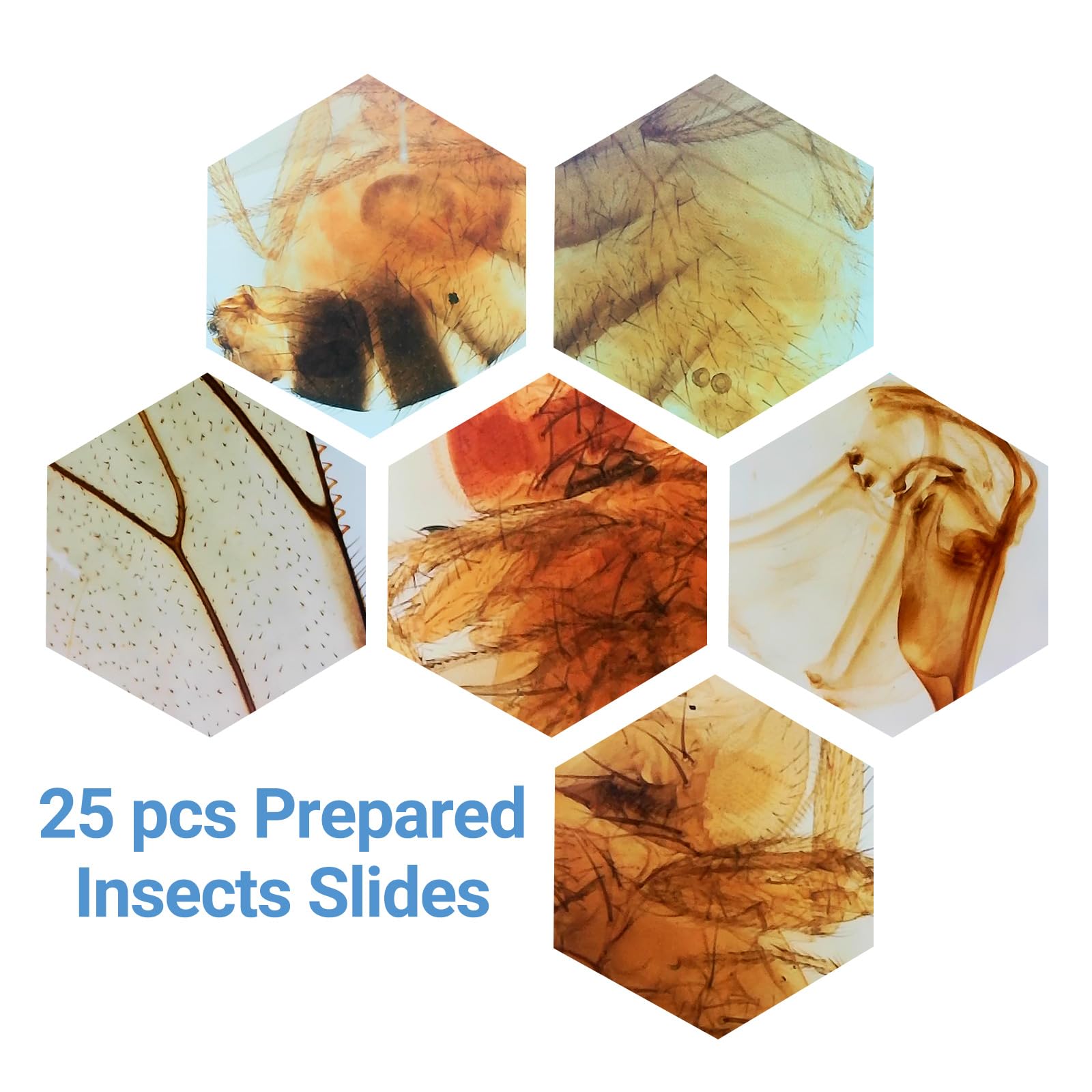 Snapklik.com : 25 Insect Microscope Slides