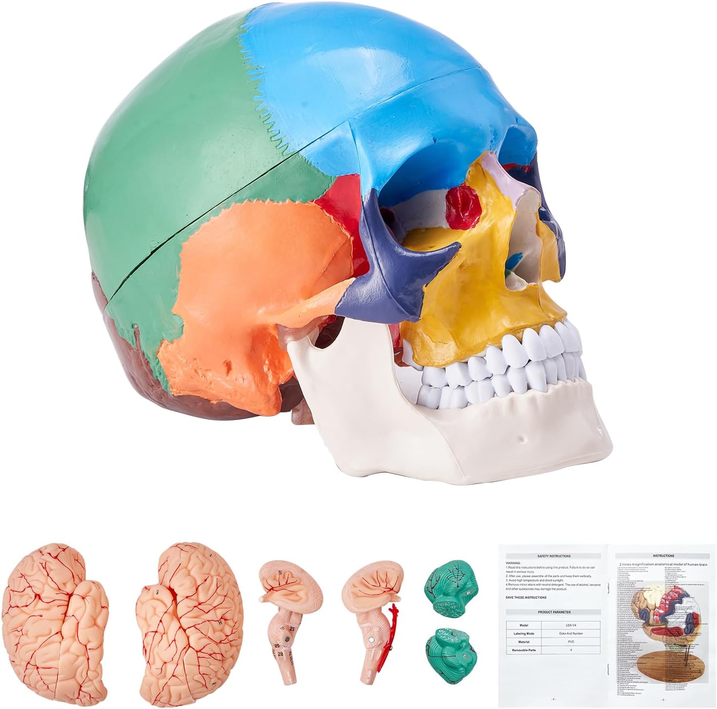 Amazon.com: Happybuy Human Skull Model, 8 Parts Brain & 3 Parts Skull ...