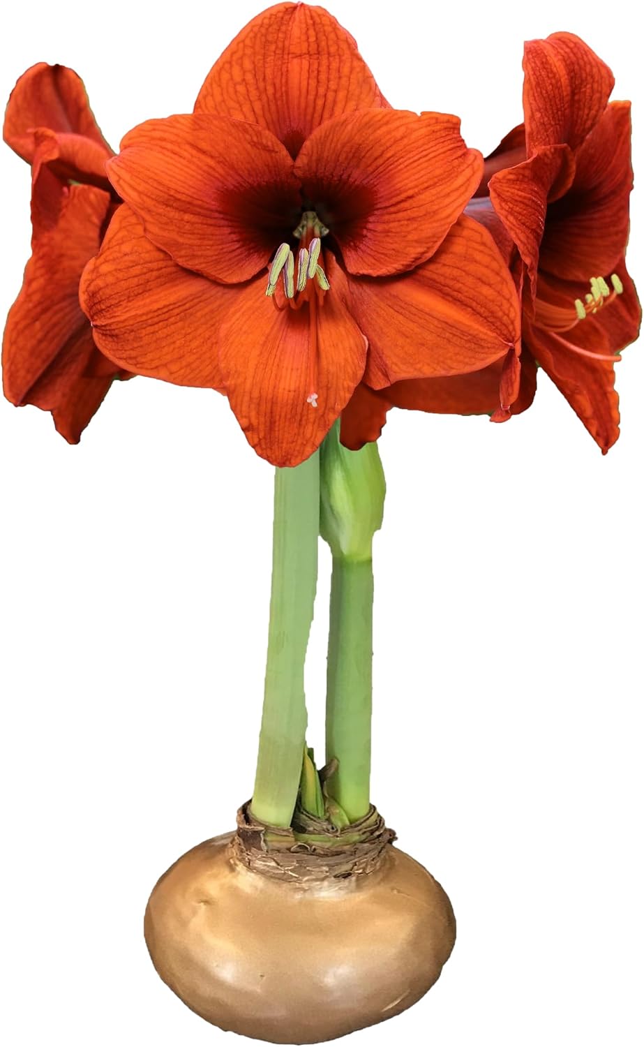 Amazon.com: Daylily Nursery Massive Gold Waxed Orange Sovereign Fall ...