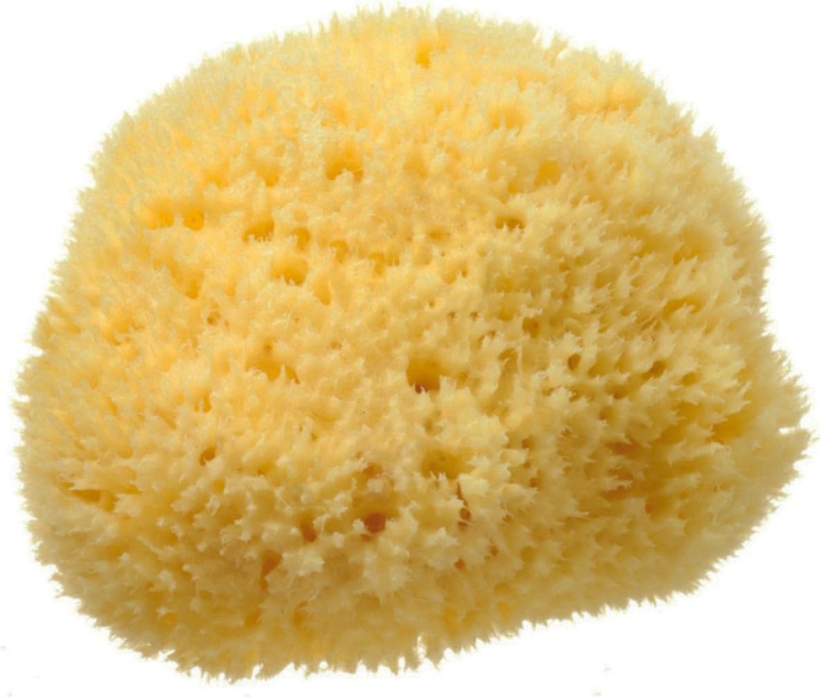 Amazon.com: MAGNUM Natural Caribbean Sea Sponge for Facial Cleansing by ...