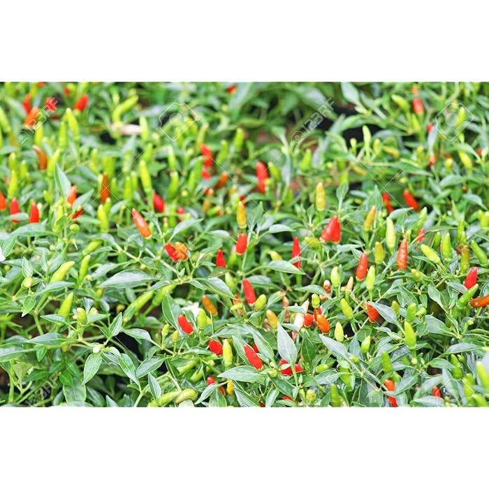 Buy Thai Garden Bird Hot Pepper (Capsicum annuum) 250mg Seeds for ...