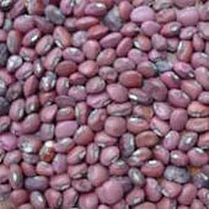 Amazon.com : Red Ripper Cowpeas Seeds (20+ Seeds) | Non GMO | Vegetable ...