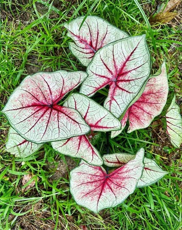 Ritz Farming® Beautiful Caladium flower bulbs multicolor shade 14 ...