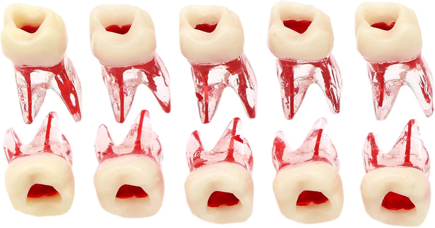 Dentalmall 10 Pcs Root Canal Practice Teeth Model for RCT Block Pulp ...