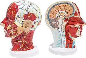 Human Anatomical Half Head Anatomy Vascular Nerve Medical Model for ...
