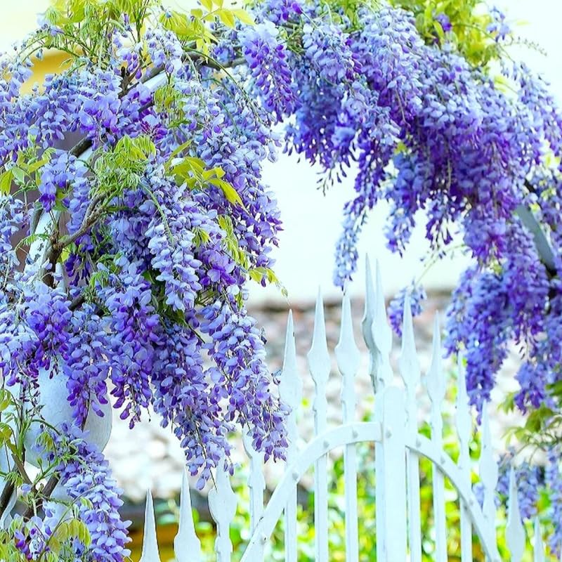 Amazon.com : Blue Moon Wisteria Tree Live Plant, 4 Inch Pot Wisteria ...