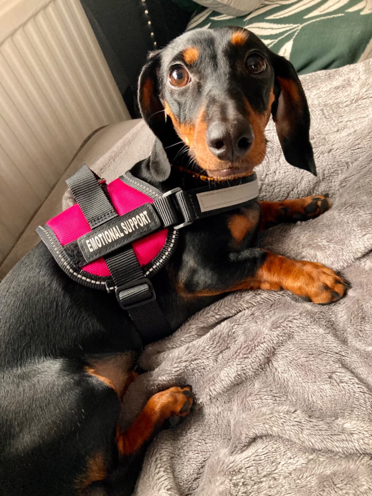 Emotional Support Dog Vest Harness with Reflective Straps ...